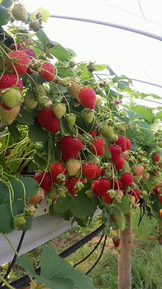 Primrose Vale Farm Shop | Cheltenham Rocks